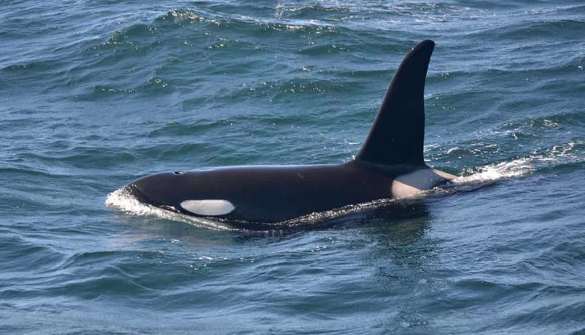 Orca Guardians Blog – Orca Guardians Iceland