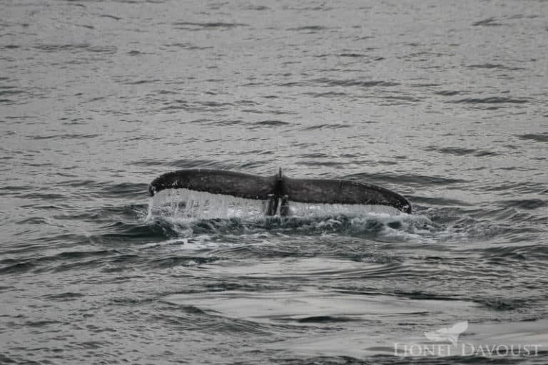 Proving Cetacean Intelligence – Orca Guardians Iceland