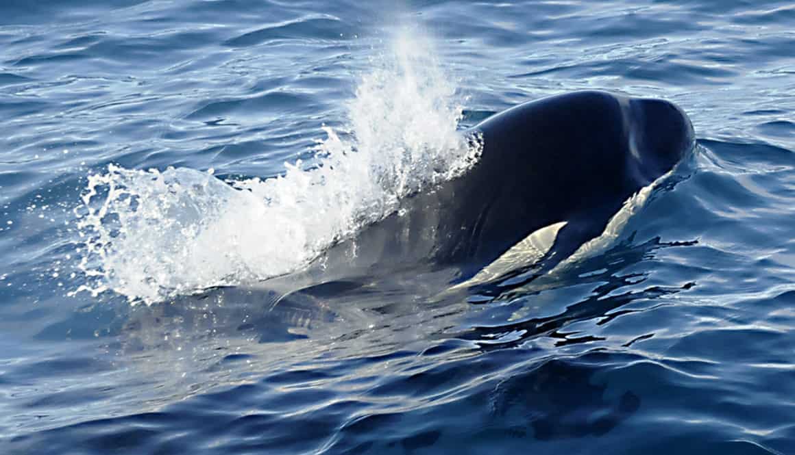 Orca Guardians Blog – Orca Guardians Iceland