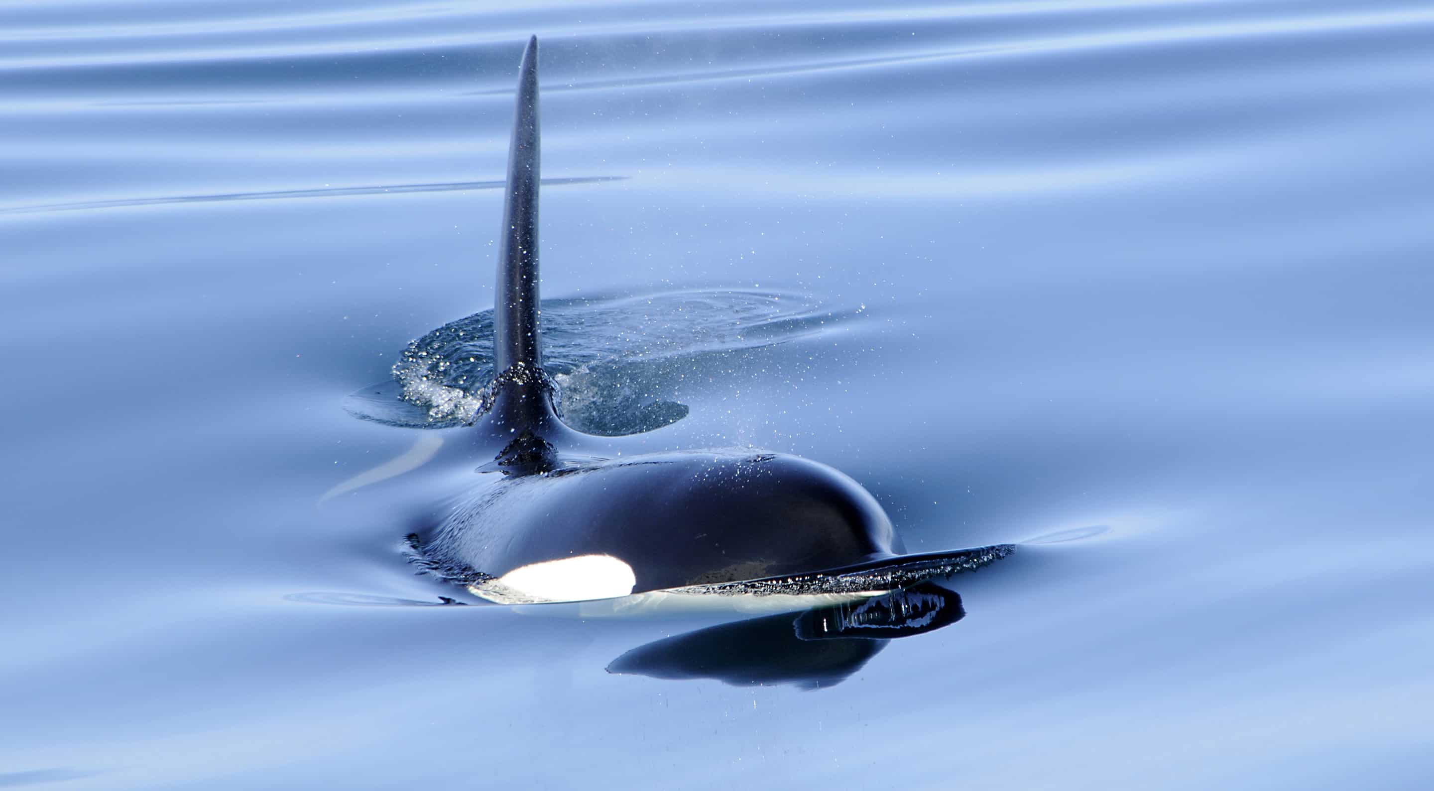 Orca Guardians Iceland – Icelandic Killer Whale Conservation